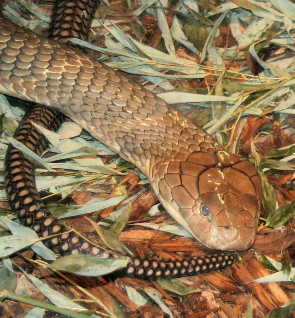 Amazing Discover How A King Cobra Eats Snakes Animal Encyclopedia Amazing Discover How A King Cobra Eats Snakes Animal Encyclopedia