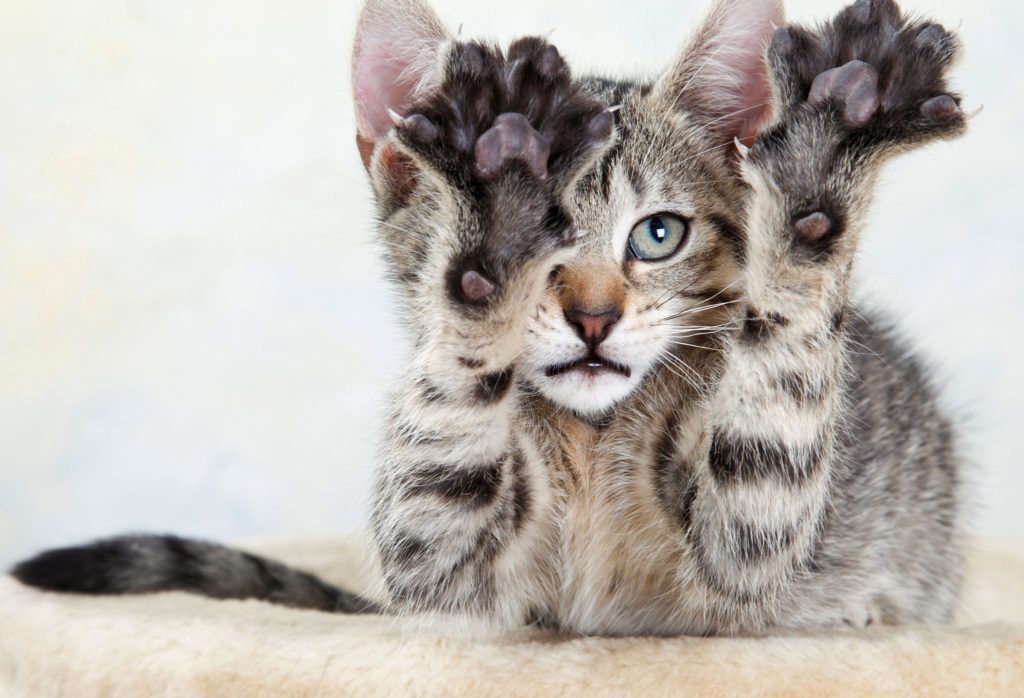 10 Fascinating Facts About Feline Page 3 Animal Encyclopedia 10 Fascinating Facts About Feline Page 3 Animal Encyclopedia