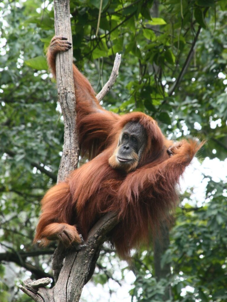 We Bet You Didn t Know These Facts About Apes Page 4 Animal We Bet You Didn t Know These Facts About Apes Page 4 Animal