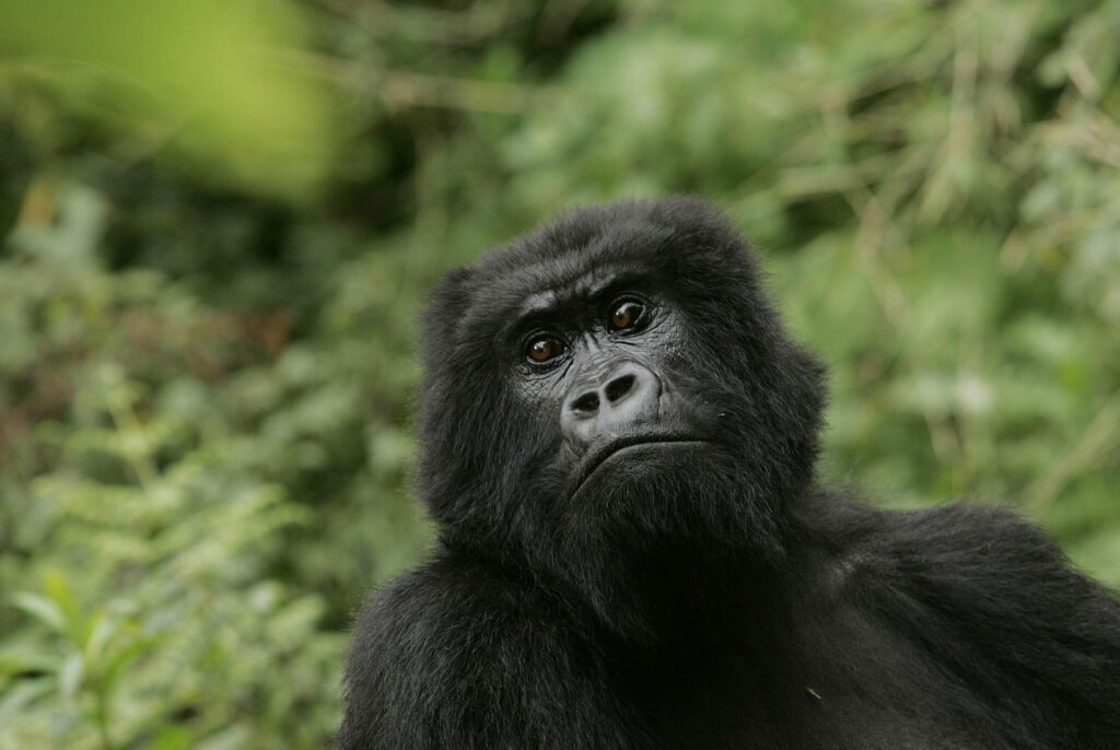We Bet You Didn t Know These Facts About Apes Page 5 Animal We Bet You Didn t Know These Facts About Apes Page 5 Animal