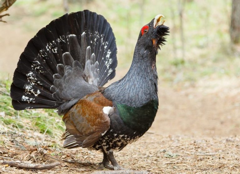 We Bet You Didn’t Know These Things About Capercaillie Birds – Page 2 ...
