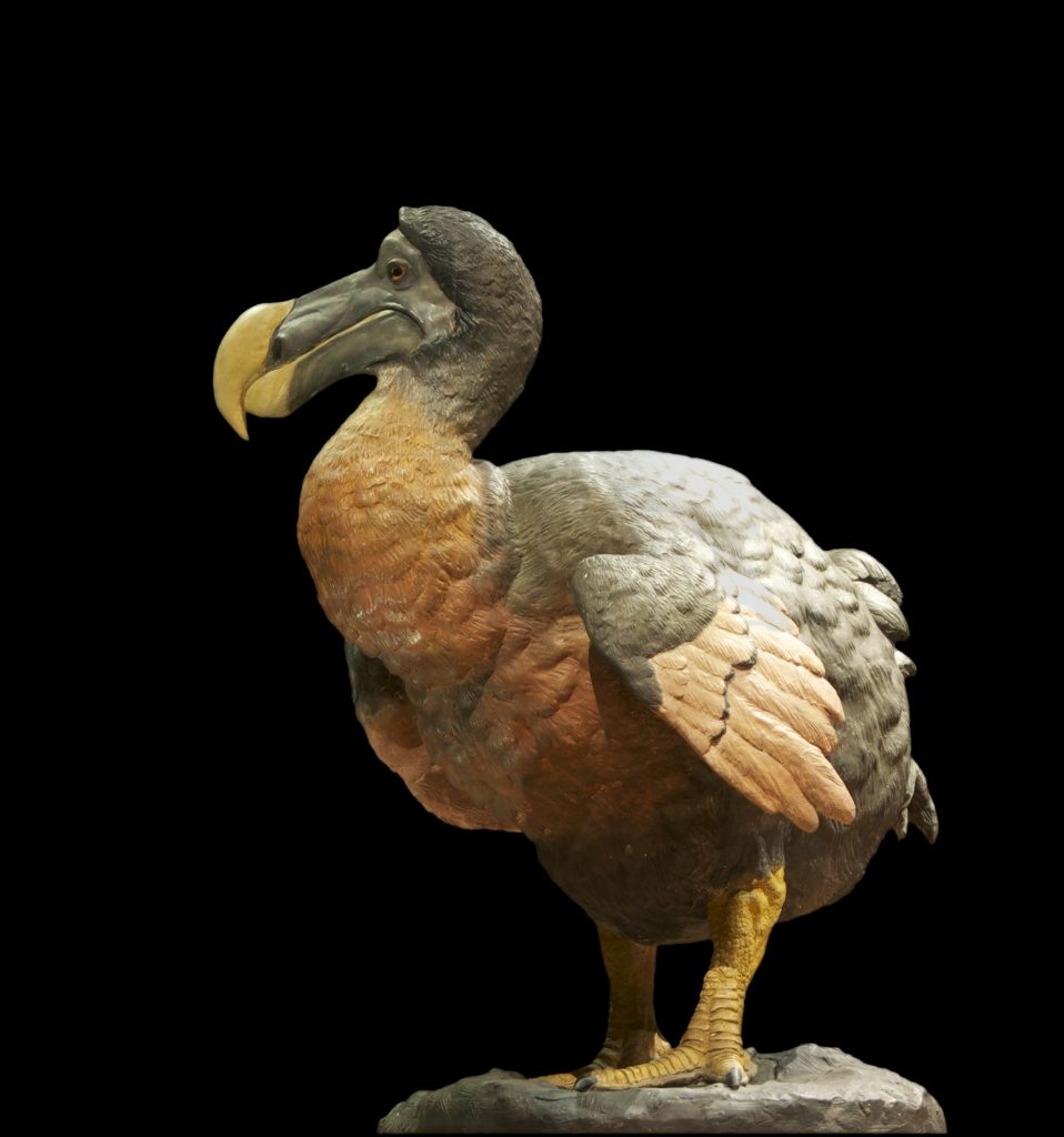 This Is The Real Story Of The Beautiful Dodo Birds Page 2 Animal Encyclopedia This Is The Real Story Of The Beautiful Dodo Birds Page 2 Animal Encyclopedia