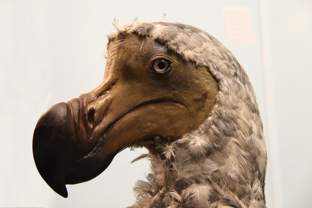 This Is The Real Story Of The Beautiful Dodo Birds Page 2 Animal This Is The Real Story Of The Beautiful Dodo Birds Page 2 Animal