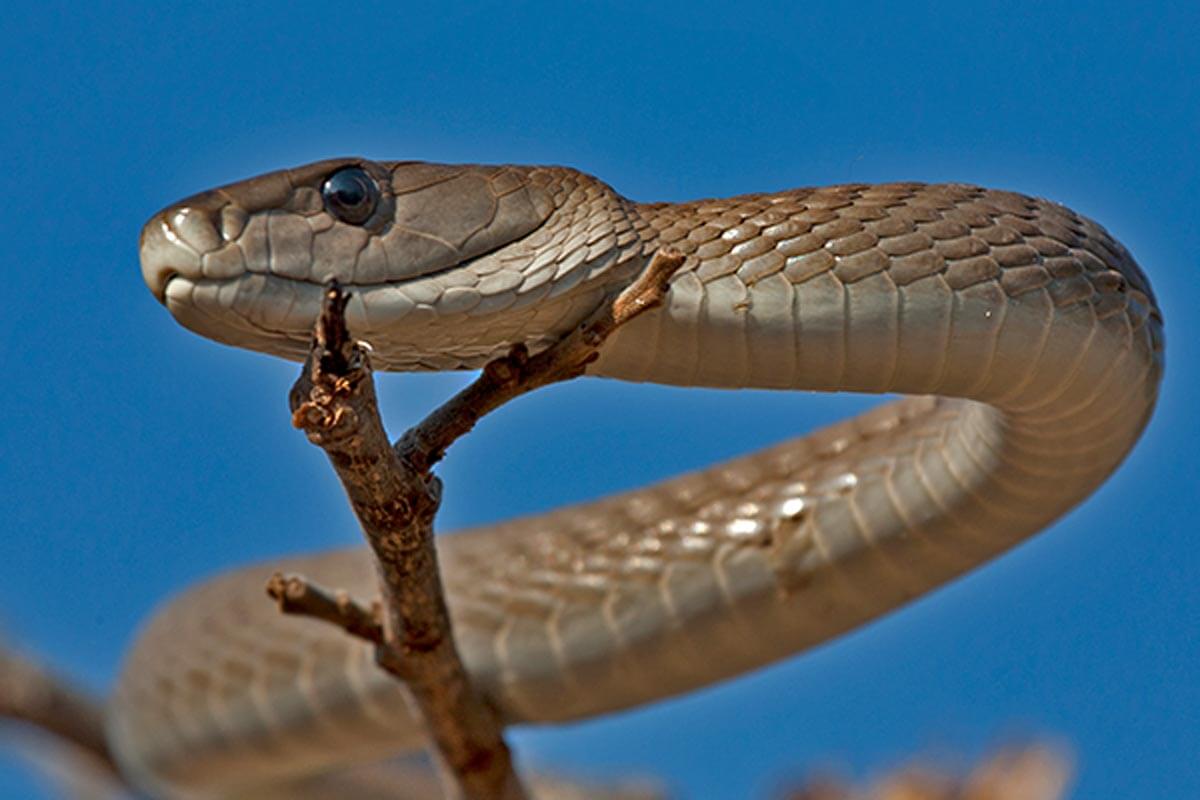 Black Mamba The King Of The Wildlife Animal Encyclopedia Black Mamba The King Of The Wildlife Animal Encyclopedia
