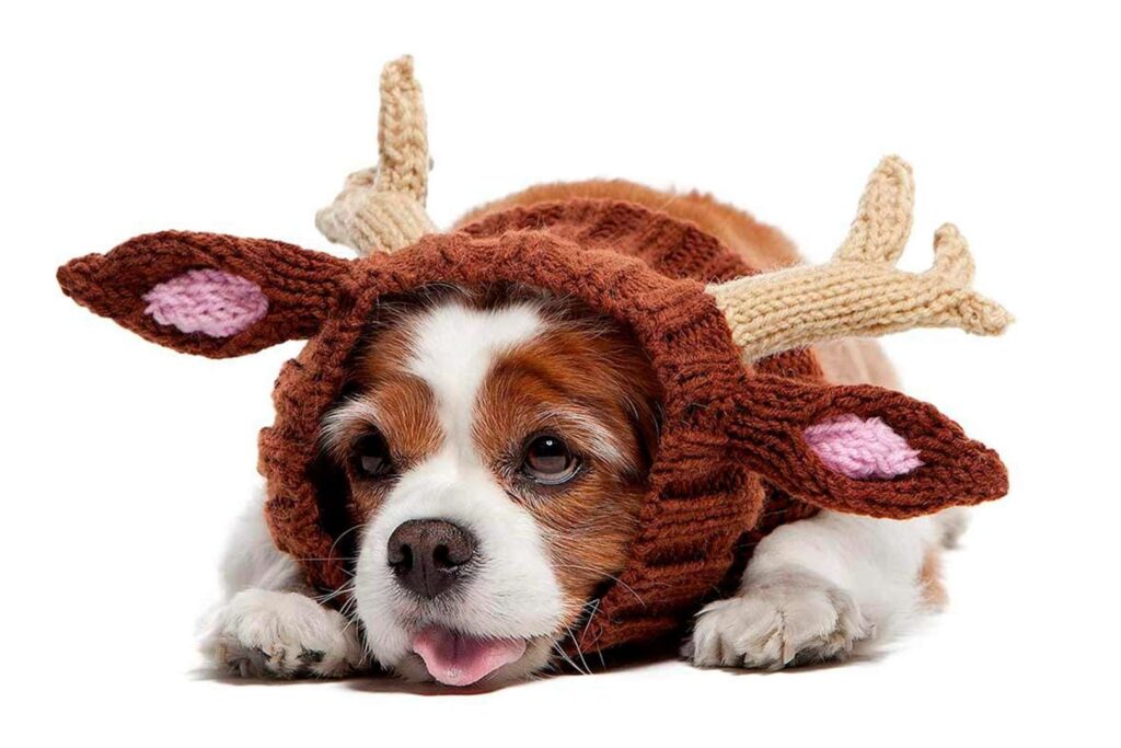 50 Of The Most Awesome Holiday Gifts For Your Pets Page 27 Animal
