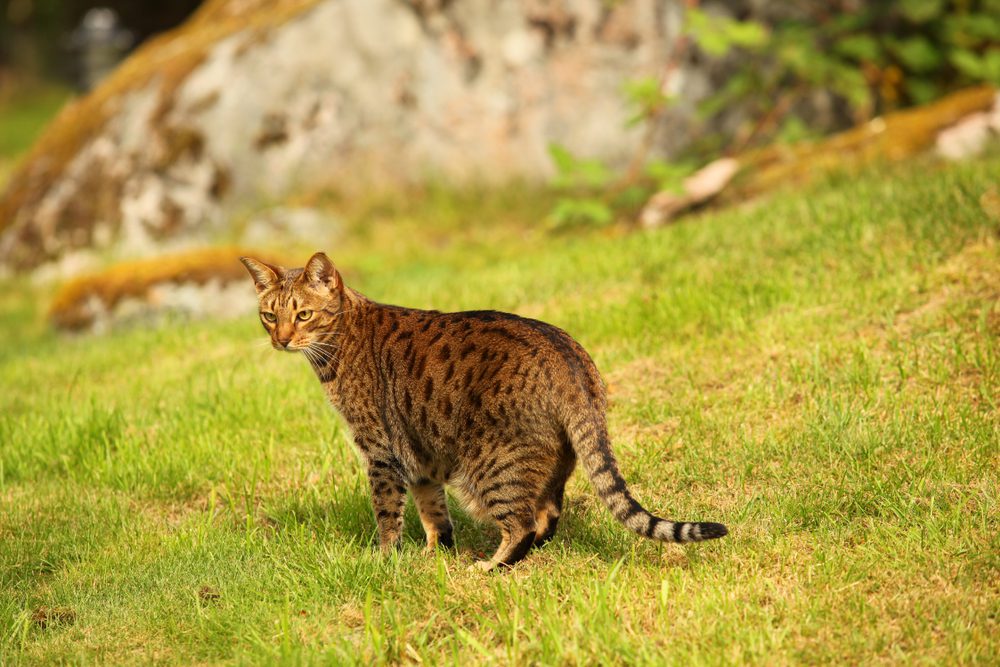 7 Of The Most Beautiful Large Cat Breeds In The World Page 3 Animal 7 Of The Most Beautiful Large Cat Breeds In The World Page 3 Animal